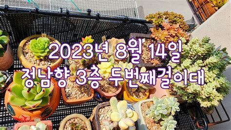 오늘 현재 두번째걸이대 상황 다육이 多肉植物 Koreansucculentplants たにくしょくぶつ 베란다다육이