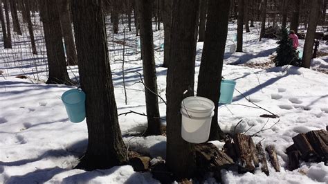 Делаем кленовый сироп своими руками