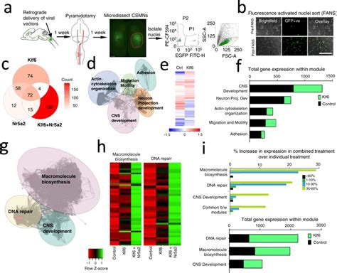 Combined Klf6 Nr5a2 Treatment Induces Expression Of Gene Modules