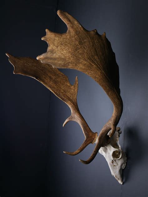 Fallow Deer Antlers And Skull Antlers Horns And Skulls