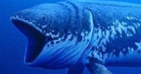 15m 진격의 물고기 지구상에서 가장 큰 고대물고기