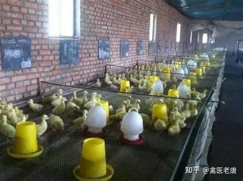 禽医老唐讲天气热养鹅怎么养 鹅应该怎么养天气热养鹅怎么养 鹅应该怎么养 鹅夏天怕热吗 养鹅夏天怎么降温 夏天35度高温养鹅 夏季养鹅注意事项