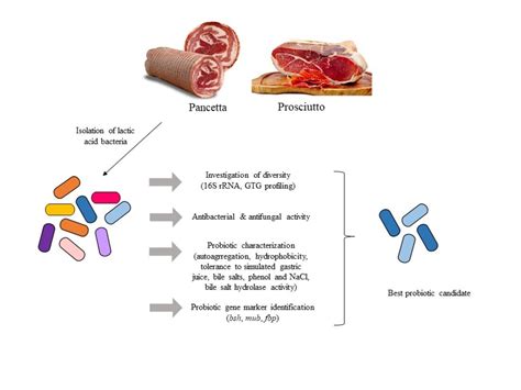 Foods Free Full Text Lactic Acid Bacteria Diversity And Characterization Of Probiotic