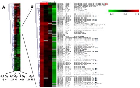 Panel A Hierarchical Cluster Euclidean Distance Average Linkage And