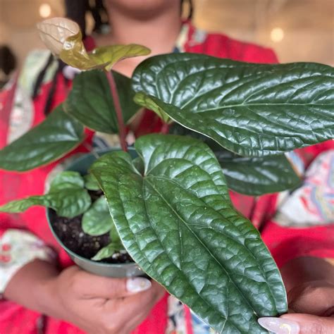 🌞 My Anthurium Radicans X Luxurianss Sunlight Needs