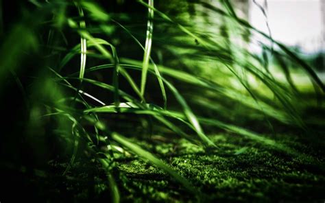 Green Grass Mac Wallpaper Download Allmacwallpaper