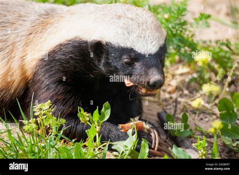 Close Up Of A Honey Badger Mellivora Capensis Feeding The Honey