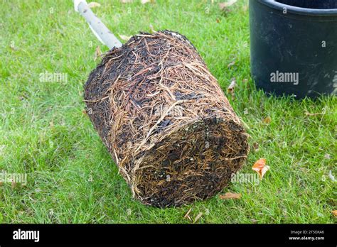 Detail Of The Root System Of A Pot Bound Or Root Bound Plant Bay Tree Replanting A Rootbound