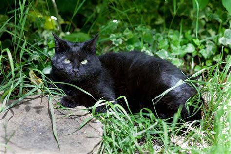 How To Create A Cat Friendly Garden Bbc Gardeners World Magazine
