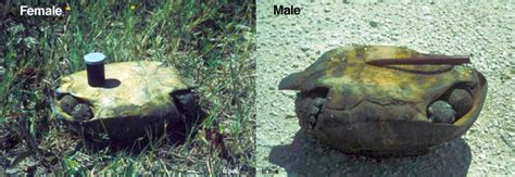 Gopher Tortoise Ask The Expert 2013