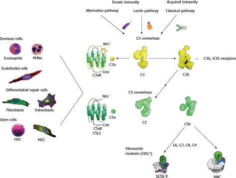 Figure 1 From Complement Activation In The Context Of Stem Cells And