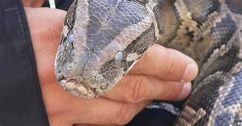 Ung Mand Levede Sammen Med Tre Meter Lang Tigerpython Din Avis