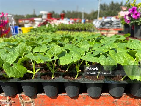 채소 묘목이 자라는 이미지 묘목 쟁반 플라스틱 발아 보육 쟁반에 있는 개별 호박과 애호박 플러그 식물 식물 세포 구획 전경에 초점 농업 개념 0명에 대한 스톡 사진 및 기타