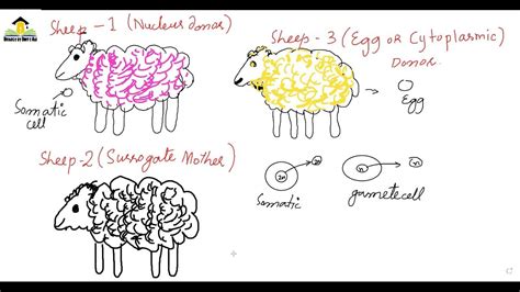 Cloning Cloning Of Dolly Sheep Process Of Cloning Types Of