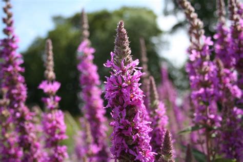 Purple Loosestrife Seed Packet Scotia Seeds