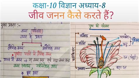 How Organisms Reproduce Class 10 Science Chapter8 Notes In Hindi Jeew