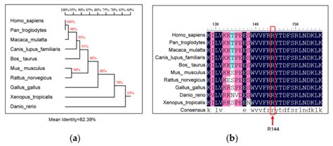 R144a Mutation Of Snx16 Attenuates Its Inhibitory Effect On Iav Download Scientific Diagram