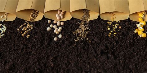 Лунный календарь огородника и садовода — лунный посевной календарь на сентябрь 2022 года Украина