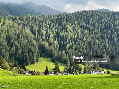 다보스 시 지역의 고산 산맥 경사면에 있는 웅장한 침엽수림 스위스 그리종 주 0명에 대한 스톡 사진 및 기타 이미지 Istock