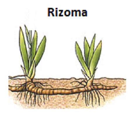 A reproducción das plantas Rizomas #plants #world #life.... | Cactus ...