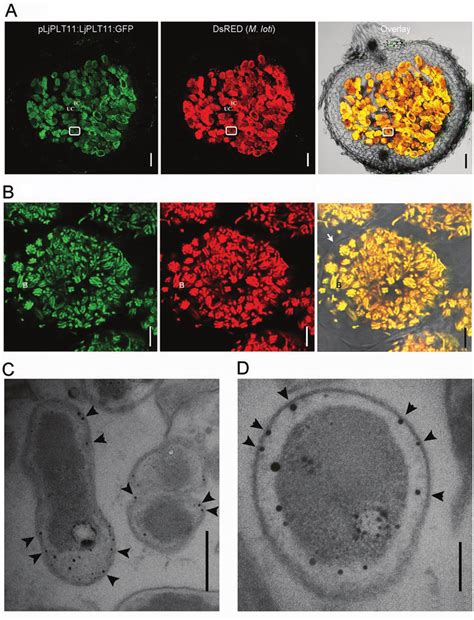 Transient Expression Of An Ljplt11 Gfp Fusion Gene Under The Control Of