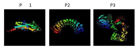 A Tertiary Structure B Cell Constructs Proteins P1 P2 And P3