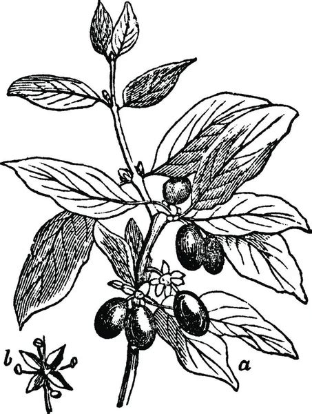 Cornel Free Stock Vectors