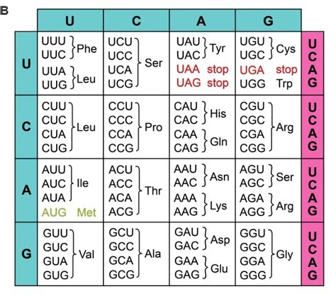 コドン最適化 ベクタービルダー