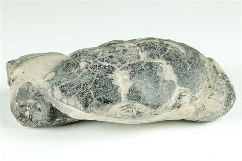 2 77 Fossil Crab Zanthopsis Eocene London Clay 206735 For Sale