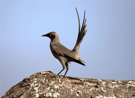 Joseph Mwangi On Linkedin Bestbirdshots Naturephotography Nuts