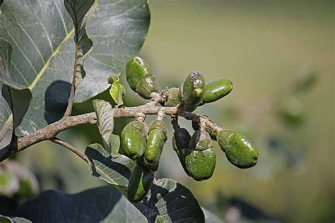 Fruits Of Semecarpus Anacardium Marany Nut Semecarpus Anacardium Smooth Photo Background And
