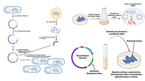 Gene Cloning Diagram How To Select An E Coli Strain Eppendorf