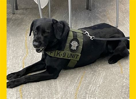 K 9 Unit Official Website Of Arlington County Virginia Government