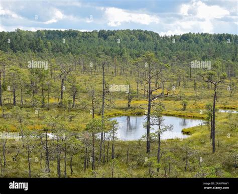 Landscape With Swamp Lake Small Swamp Pines Grass And Moss White Clouds Shine In Water Stock