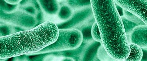 Lactobacillus Brevis Packaging Type Pouch At ₹ 1000kg In Jaipur Id