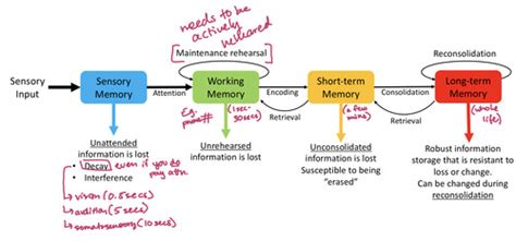 Lec Memory Systems Flashcards Quizlet Lec Memory Systems Flashcards Quizlet