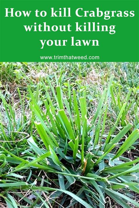 How To Kill Crabgrass Without Killing Your Lawn Artofit
