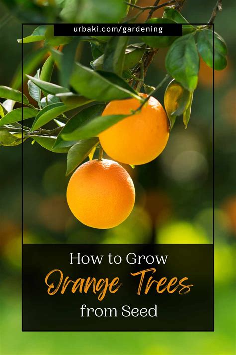 How To Grow Orange Trees From Seed