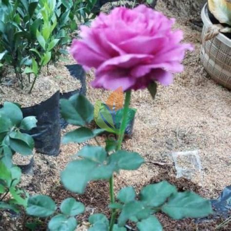 Jual Bibit Bunga Mawar Ungu Agro Bibit Id