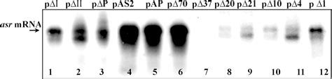 figure 1 from analysis of acid induced asr gene promoter of