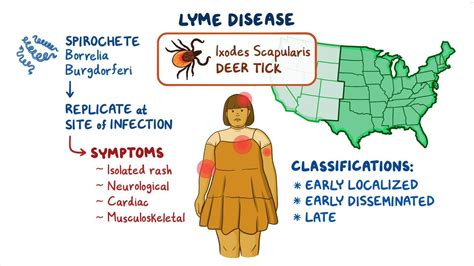 Lyme Disease Video And Meaning Osmosis