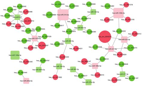 Networks Of Circrnamirna Interactions Predicted Using Miranda And Download Scientific Diagram