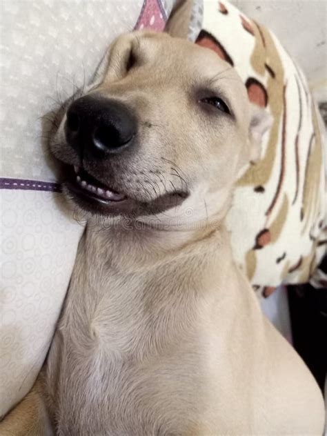 Perro Dormido Con Ojos Y Boca Abierta Foto De Archivo Imagen De Durmiendo Honestidad 182002594