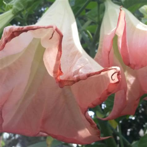 Ariel Page Goddard College Montpelier Sustainability Research Profile