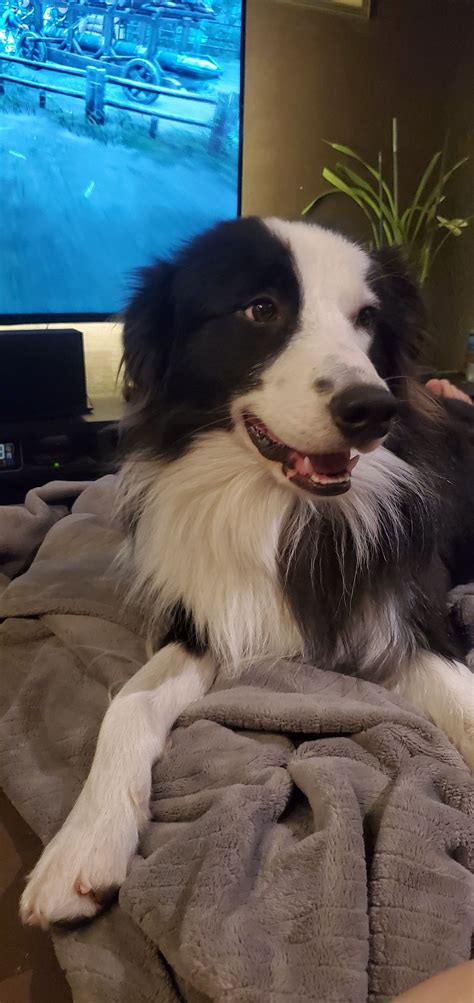 Gentlemen Overdrive Border Collies