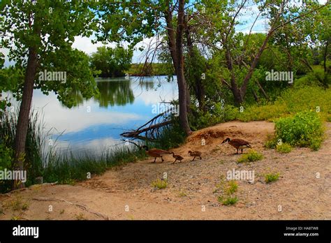 A Goose Parade At A National Park Highlights The Migration Of Geese As They Travel Through Key