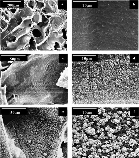 Scanning Electron Micrographs Of The Inner Surfaces Of Polyl Lactic Download Scientific
