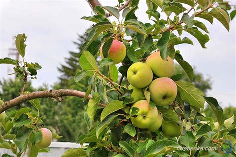 19 серпня Яблучний Спас що не можна робити у свято прикмети і заборони
