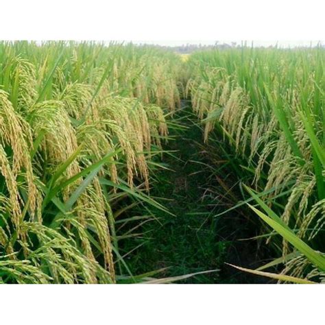 Jual Benih Padi Ciliwung Kemasan Kg Jakarta Pusat Triharyadidede Tokopedia