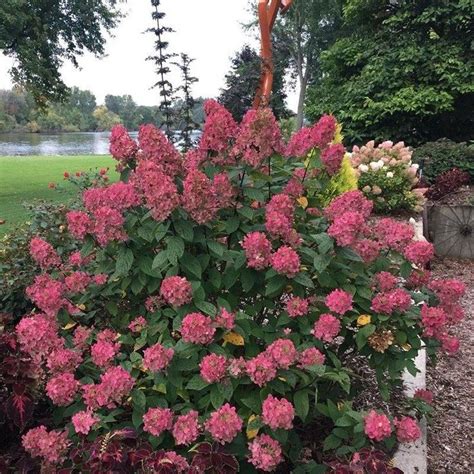 Fire Light® Panicle Hydrangea Panicle Hydrangea Hydrangea Paniculata Planting Hydrangeas